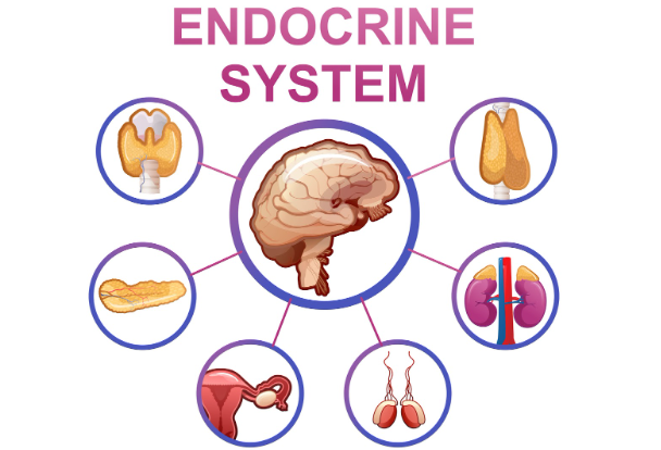 What is Endocrinology?